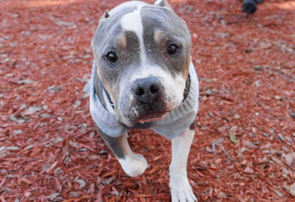Alachua County Today - New Year, New Homes as Humane Society Expands ...